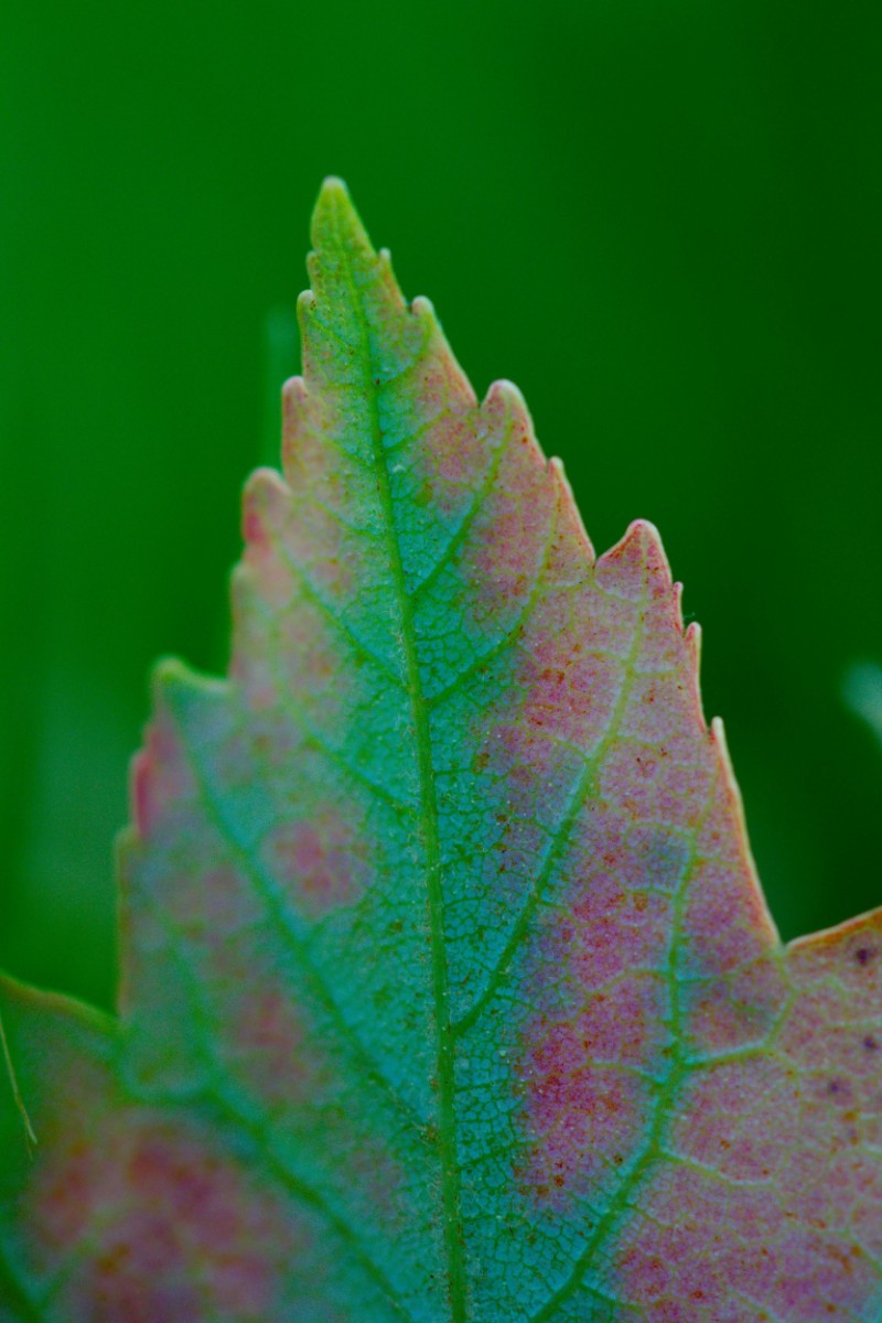 Spring Fall Color | Henry Hartley