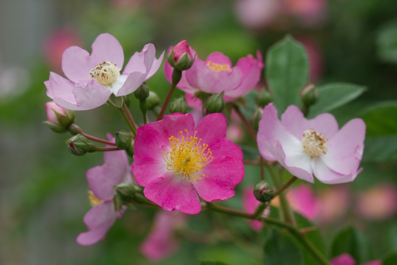 Pink Rosa multiflora | Henry Hartley